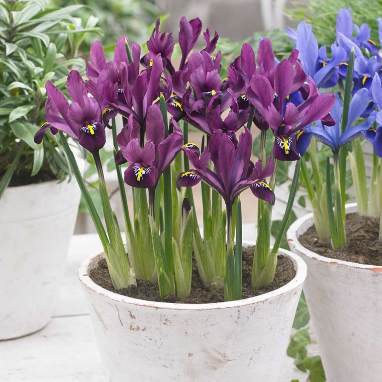 The First Irises of Spring - Laidback Gardener