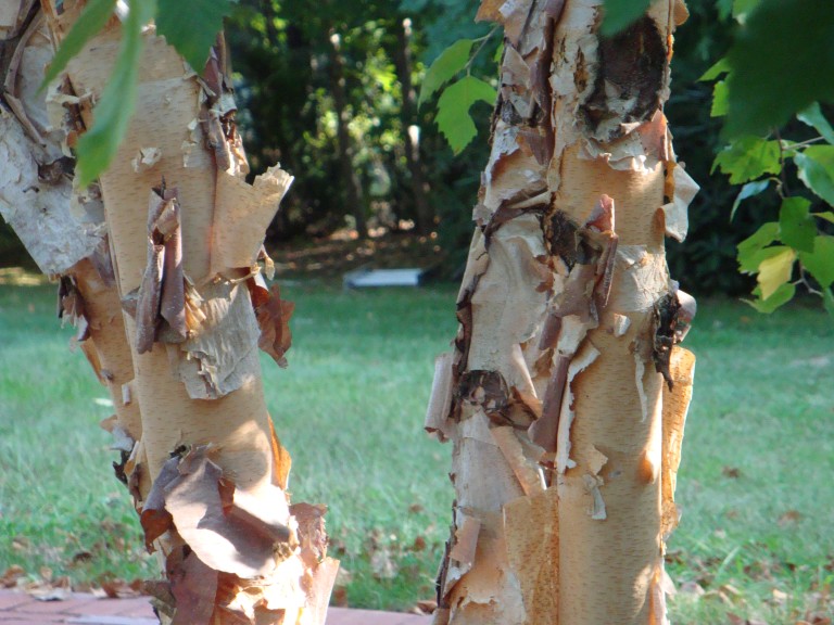 Peeling Bark Doesn’t Always Mean Disaster - Laidback Gardener