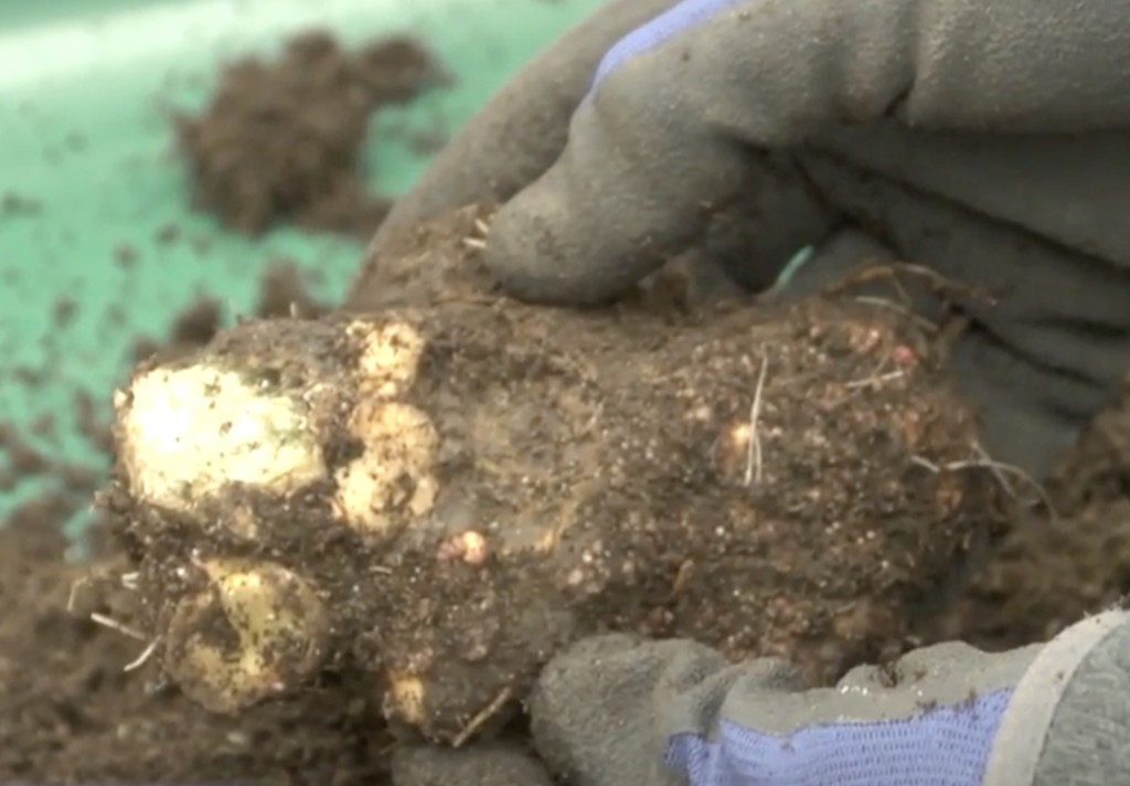 How to Overwinter Tuberous Begonias - Laidback Gardener