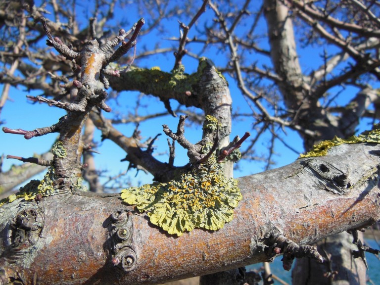 Lichens on Trees? Not to Worry! - Laidback Gardener