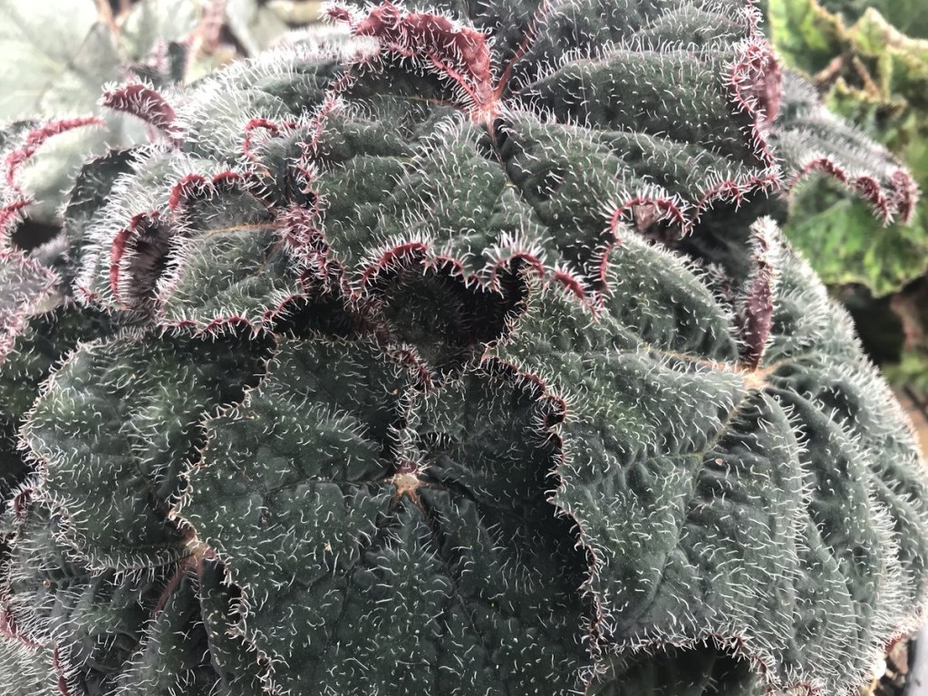 Huggable Houseplants - Part 2 - Laidback Gardener