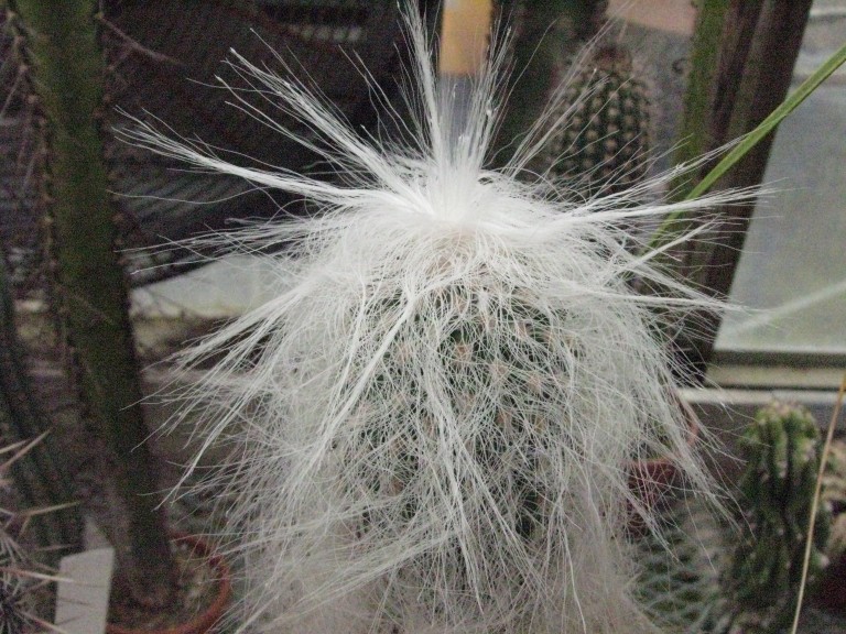 Huggable Houseplants - Laidback Gardener