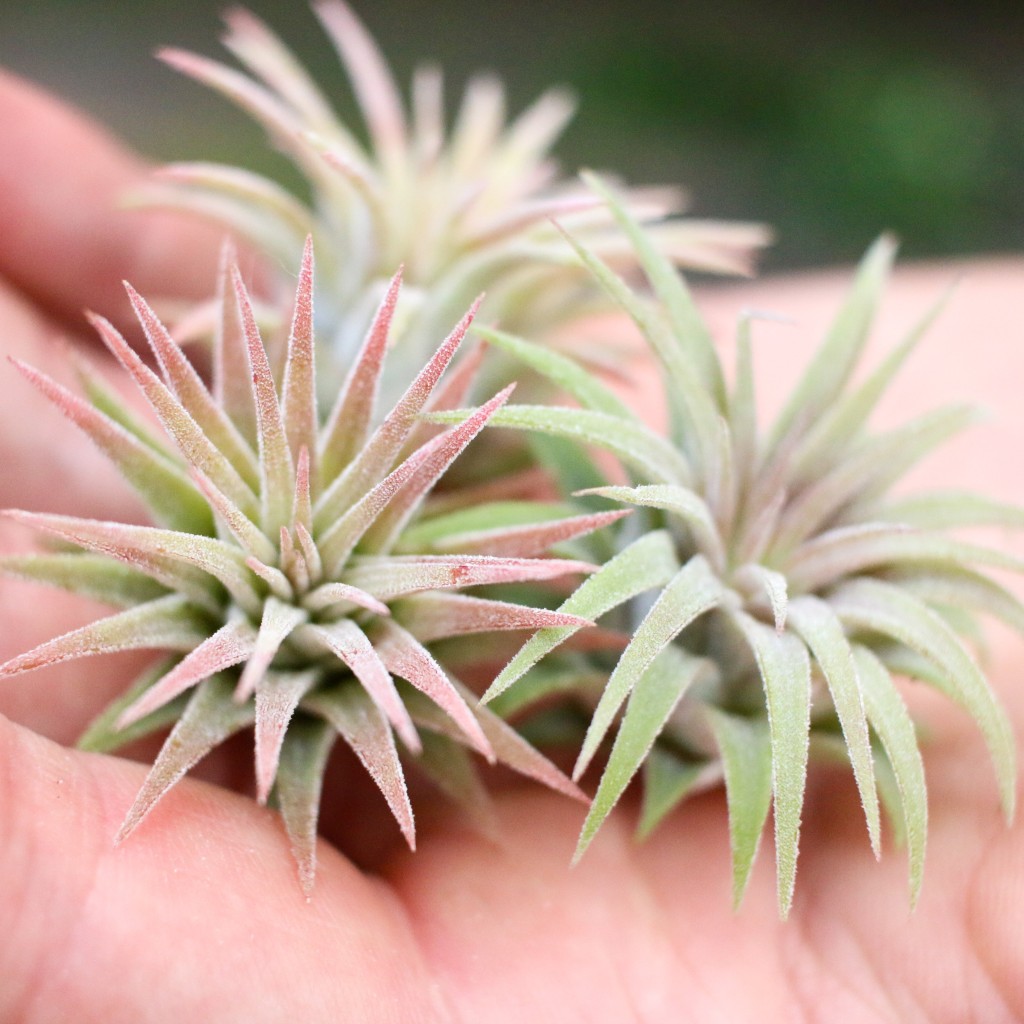 Huggable Houseplants - Laidback Gardener