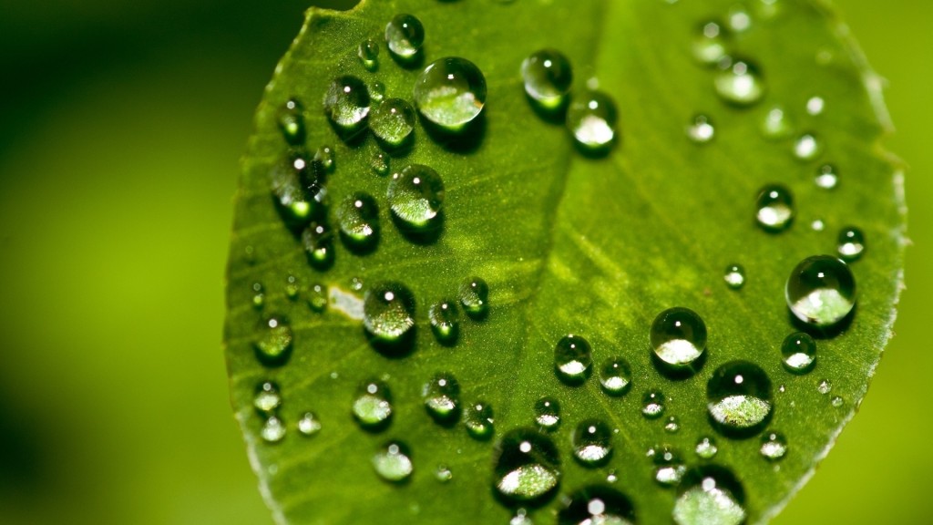 Guttation: When Plant Leaves Drip - Laidback Gardener