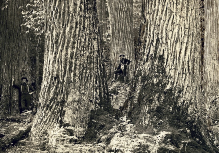 Chestnut Trees for Canada - Laidback Gardener