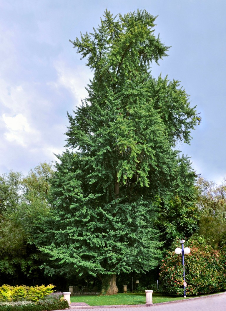 Flood-Tolerant Trees - Laidback Gardener