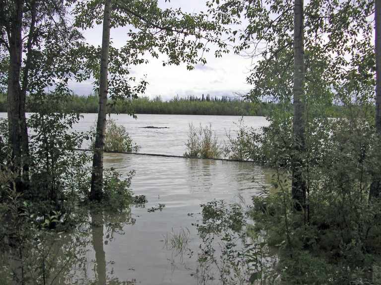 Flood-Tolerant Trees - Laidback Gardener