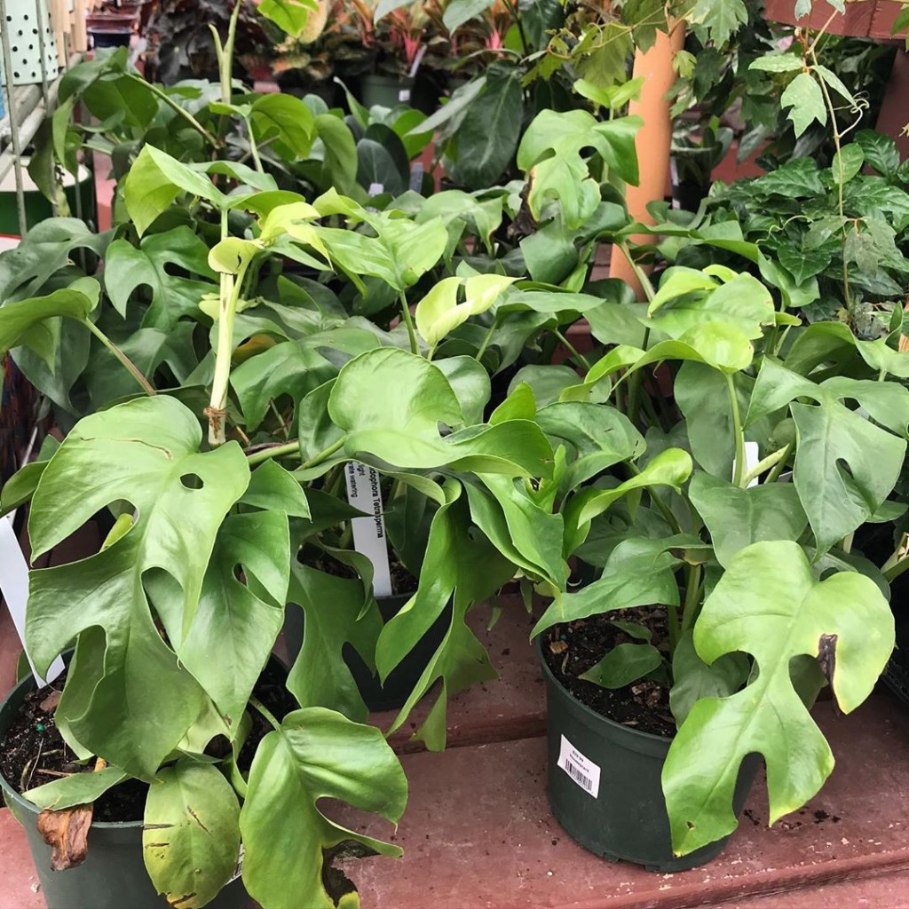 The Mini-Monstera: Attractive and Easy to Grow - Laidback Gardener