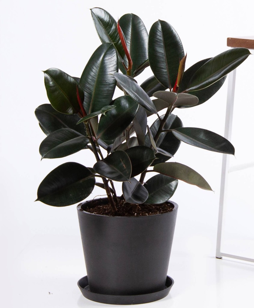 What Are the Types of Indoor Plants? - Laidback Gardener
