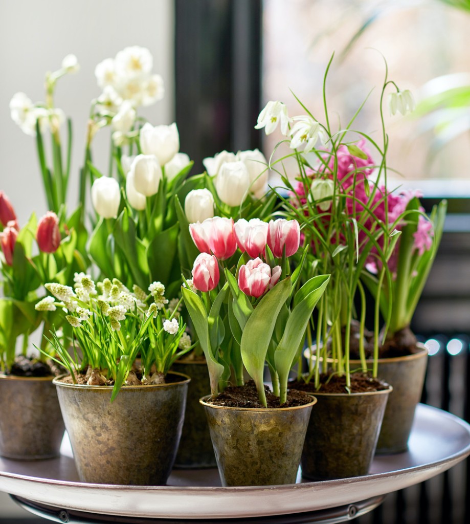 Springtime bulbs: March 2021 Houseplants of the Month - Laidback Gardener