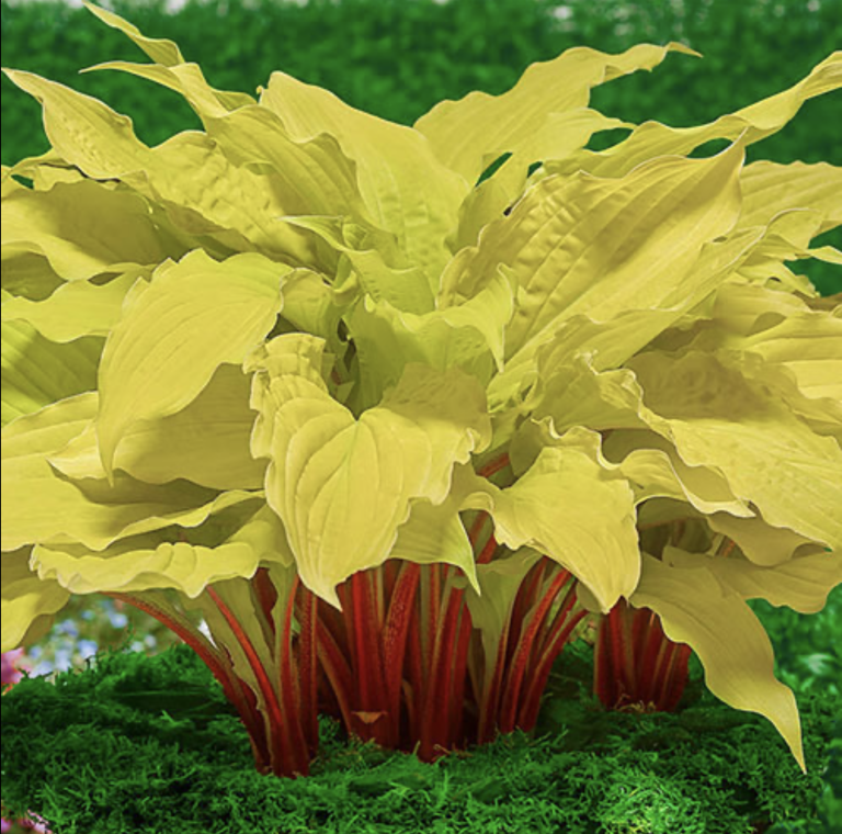 Hostas: Pretty in Pink? - Laidback Gardener