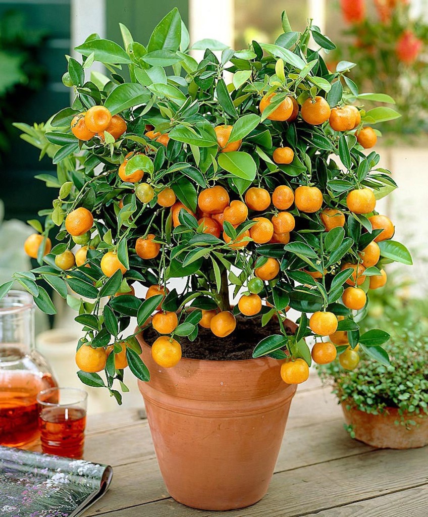 Good Luck Plants for the Chinese New Year - Laidback Gardener