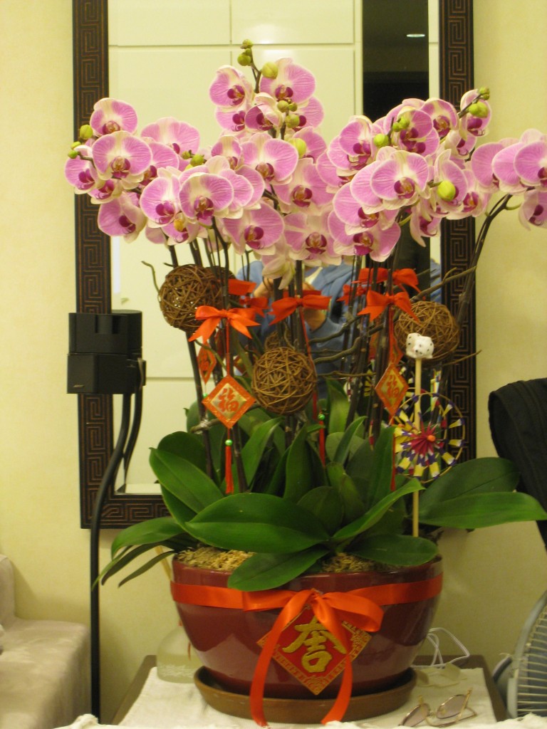 Good Luck Plants for the Chinese New Year - Laidback Gardener