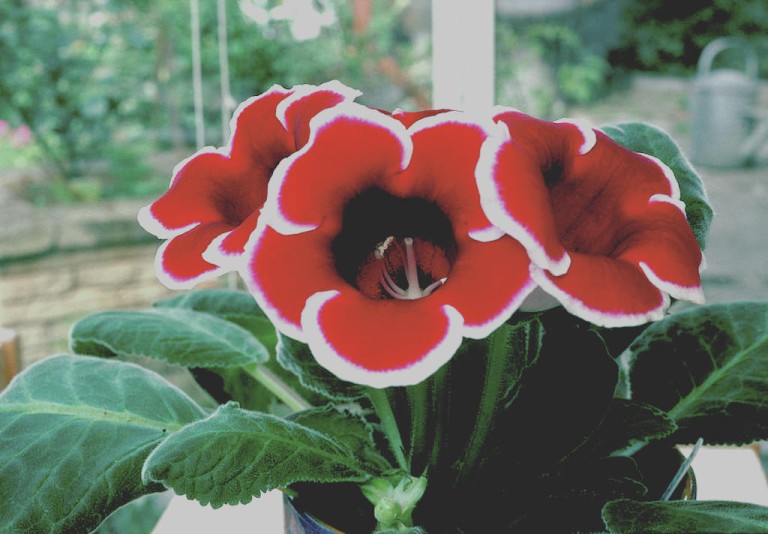 How to Grow a Florist’s Gloxinia - Laidback Gardener