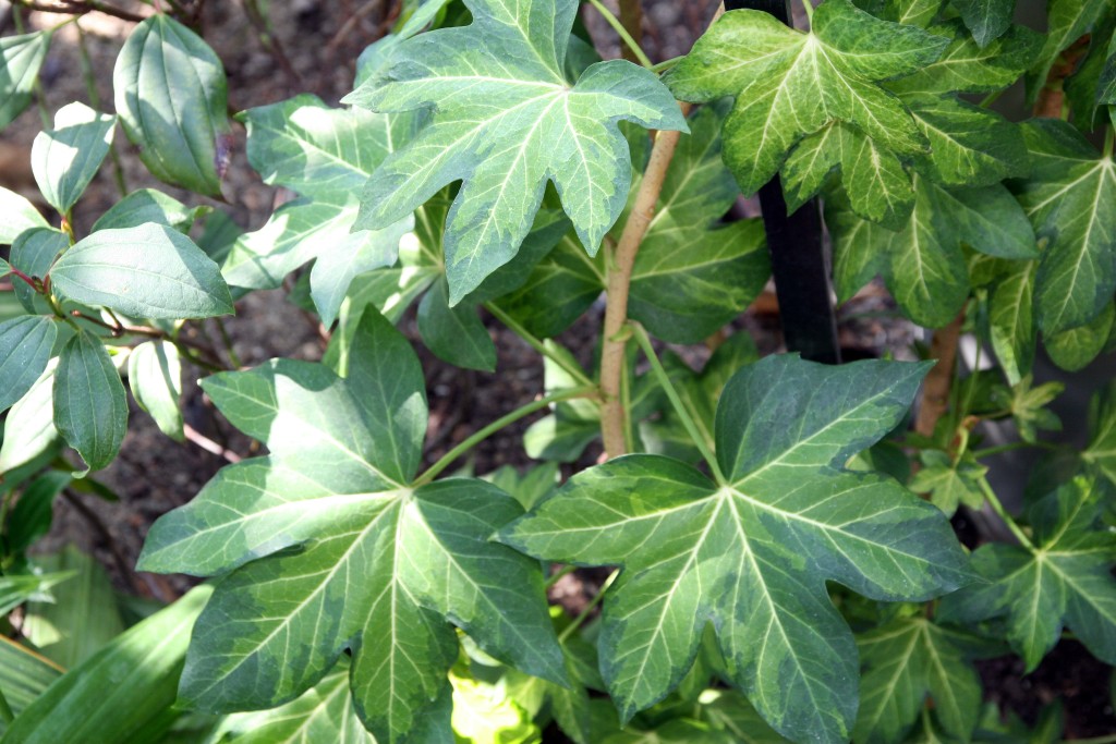 English Ivy: April 2021 Houseplant of the Month - Laidback Gardener