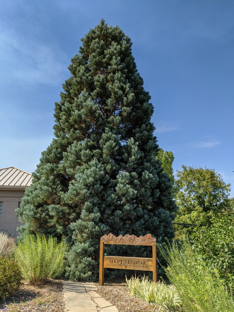 SMA Urban Tree of the Year 2021: The Giant Sequoia - Laidback Gardener