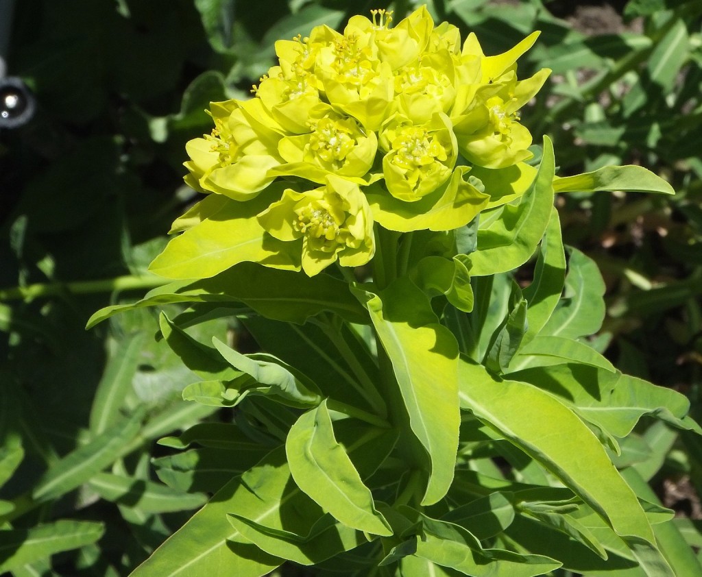 Garden Myth: Does the Mole Plant Really Repel Moles? - Laidback Gardener