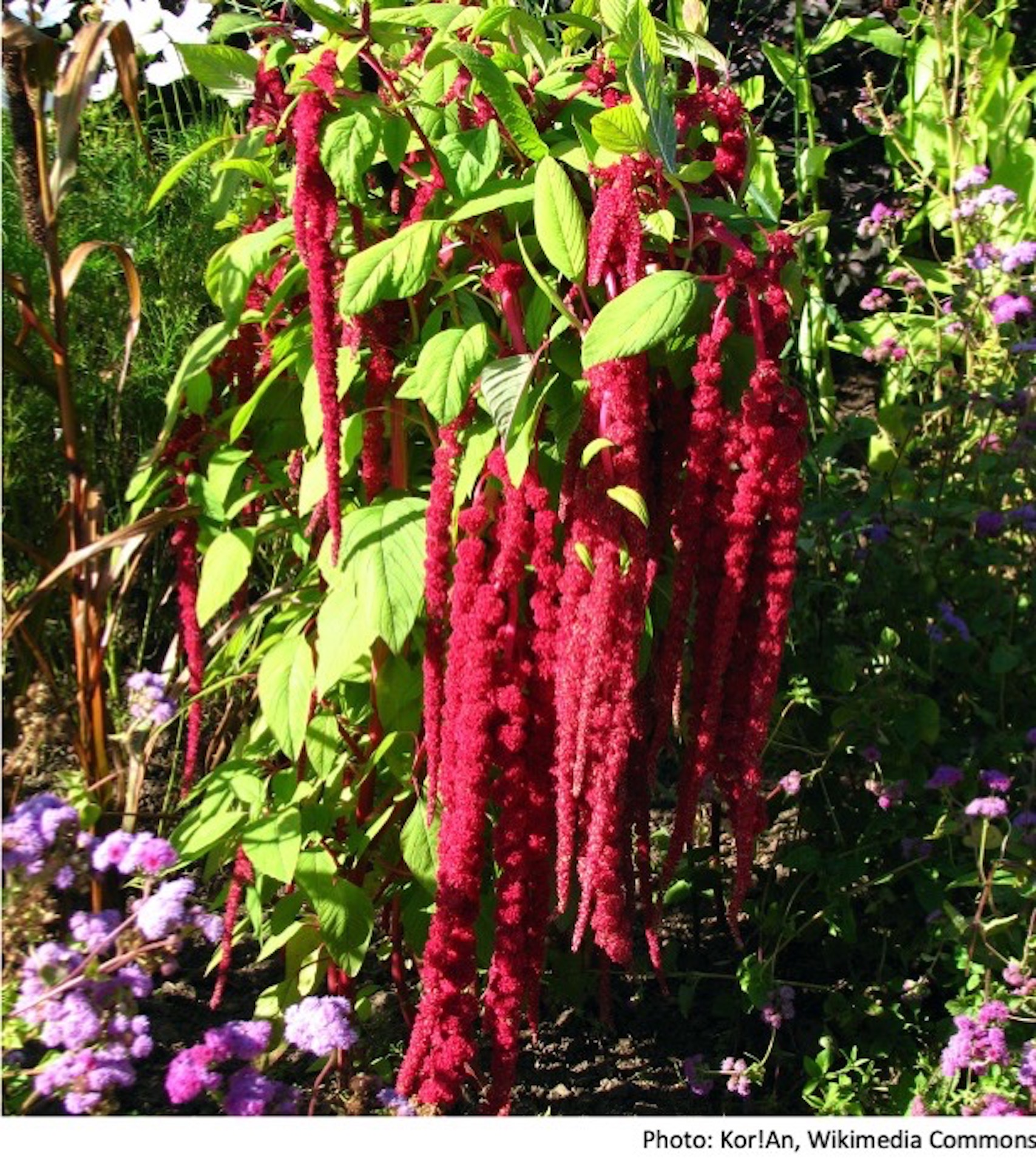Love-Lies-Bleeding: the Oh-So Edible Annual! - Laidback Gardener