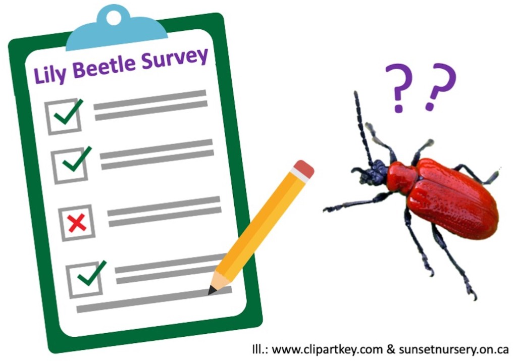 Lily beetle survey Archives - Laidback Gardener