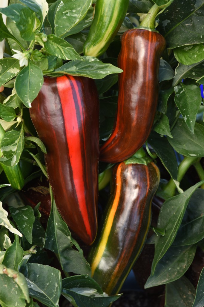 The 2021 Veggie of the Year - Laidback Gardener