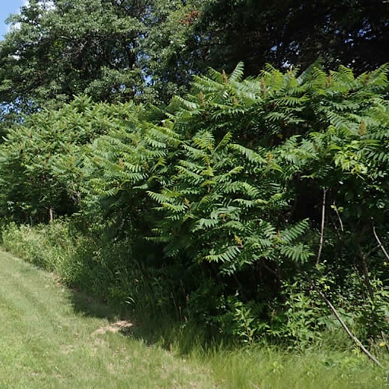 Trees and Shrubs That Sucker - Laidback Gardener