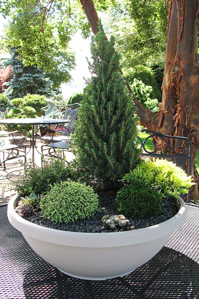 A Miniature Conifer Container Garden: Beauty Without Blooms! - Laidback ...