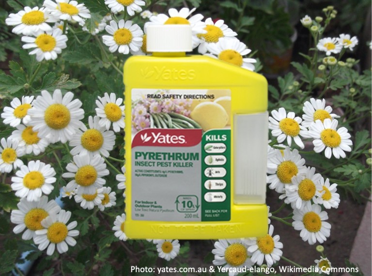 Where does pyrethrum come from? - Laidback Gardener