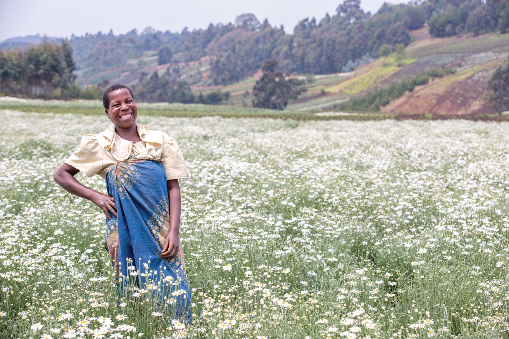 Where does pyrethrum come from? - Laidback Gardener