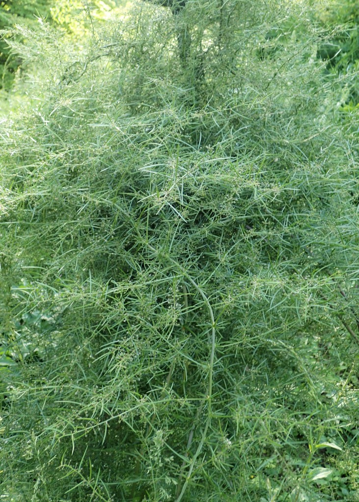 An Asparagus That Climbs? Who’d a Thunk? - Laidback Gardener