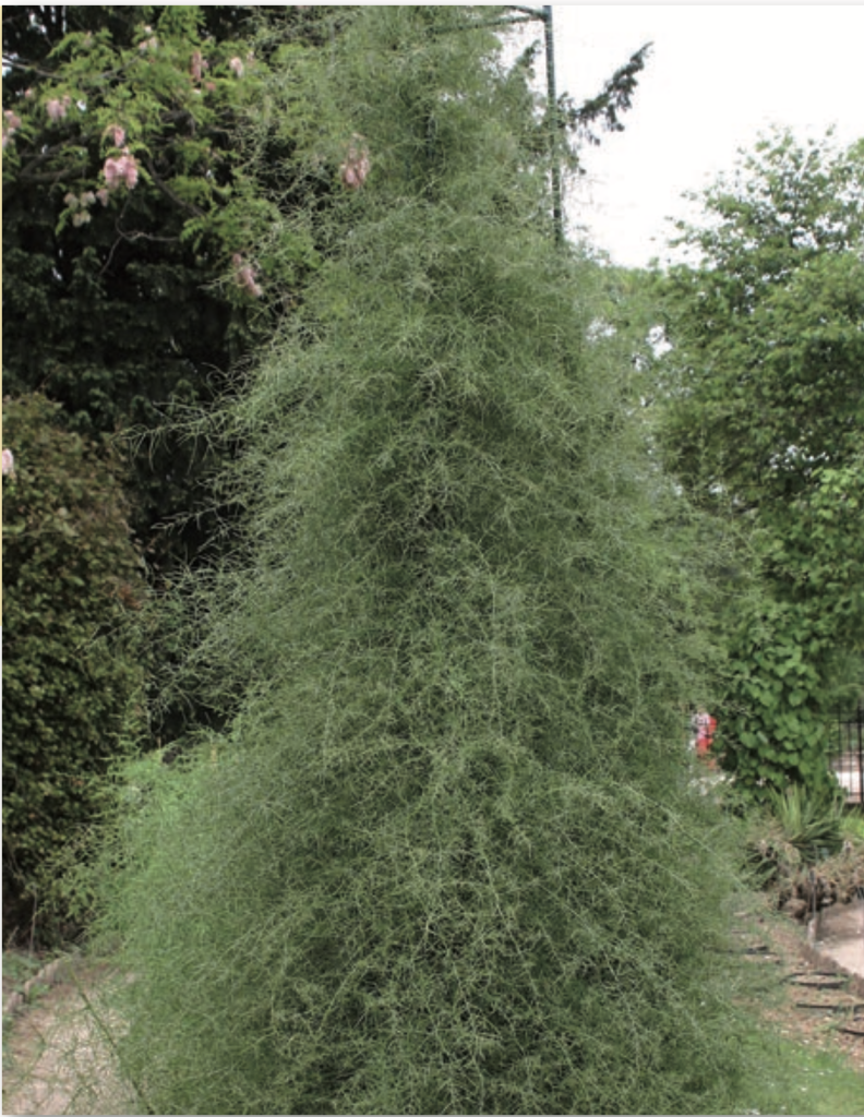 An Asparagus That Climbs? Who’d a Thunk? - Laidback Gardener