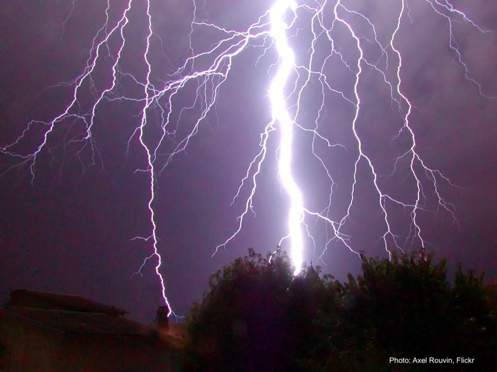 When a Tree is Struck by Lightning - Laidback Gardener