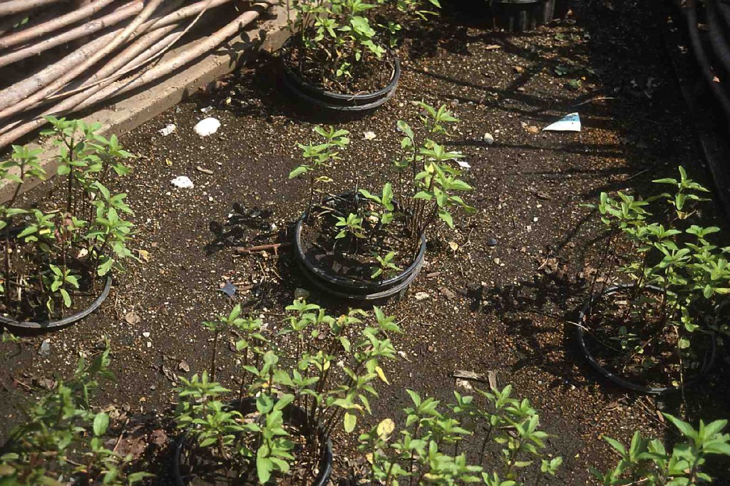 Tips On Controlling Plants With Wandering Rhizomes - Laidback Gardener
