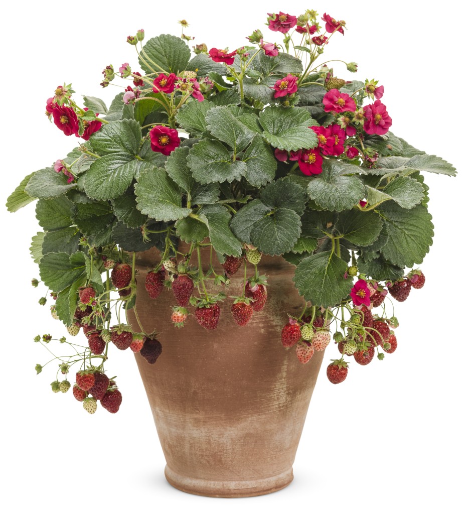 Berried Treasures: Perennials with Decorative Fruits - Laidback Gardener