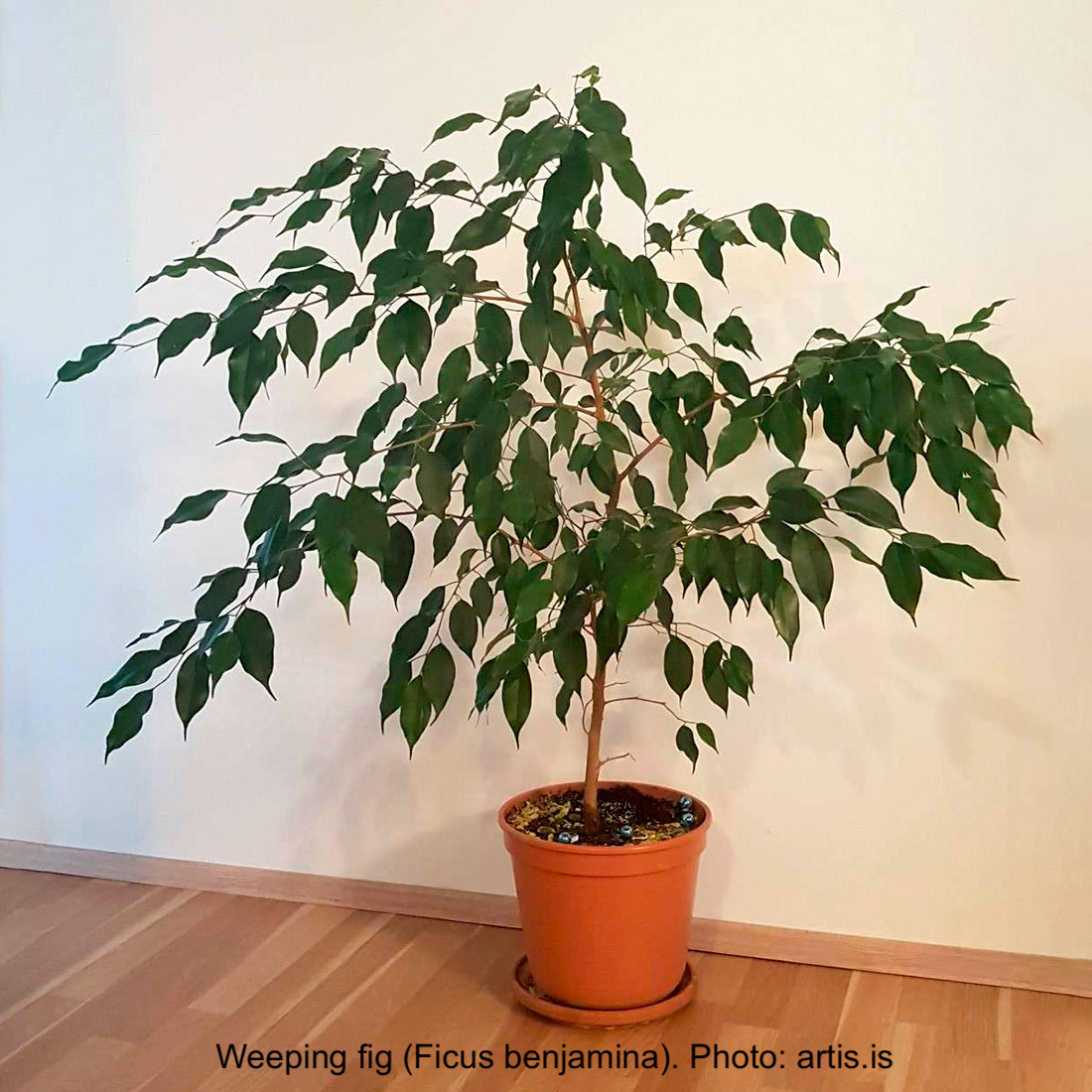 Bring Home a Weeping Fig Without Losing a Leaf - Laidback Gardener