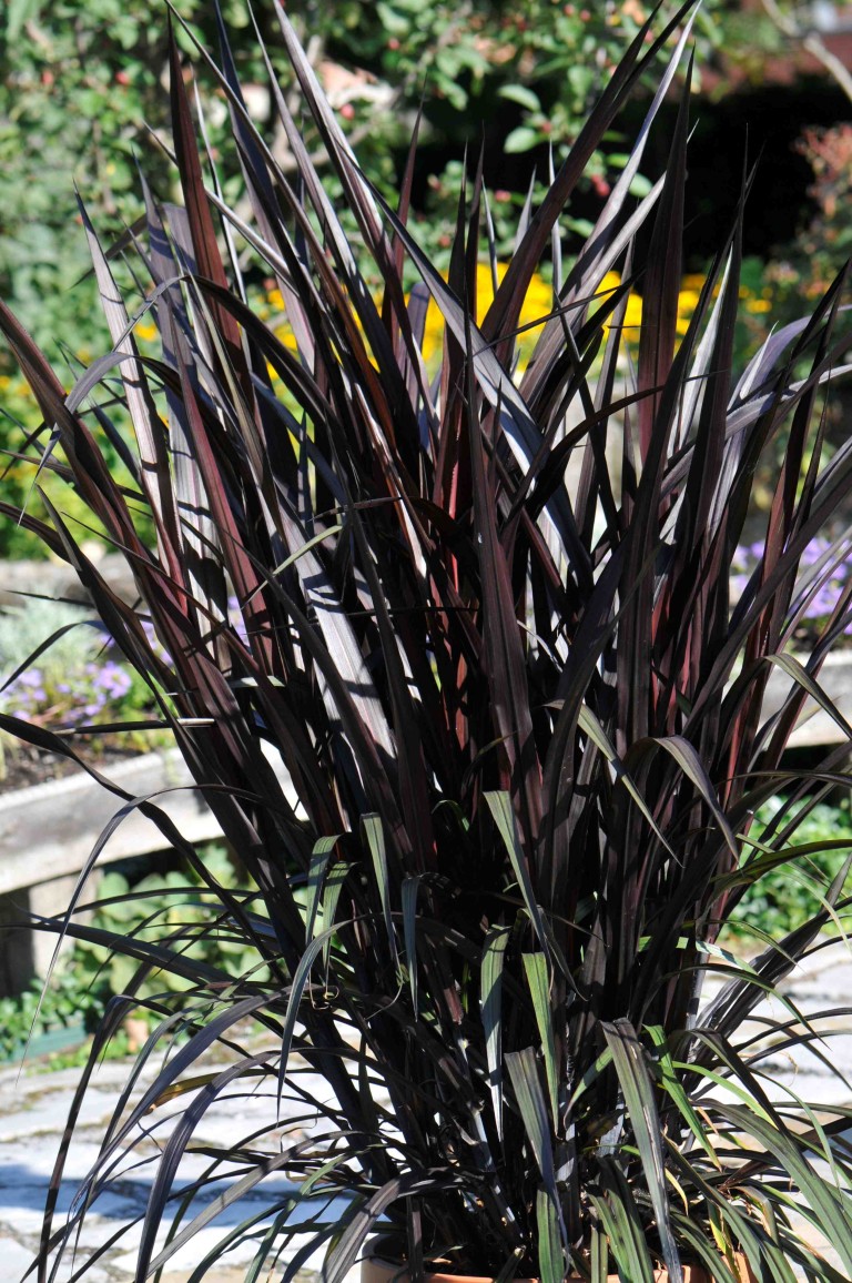 Not Too Late to Save Your Purple Fountain Grass - Laidback Gardener
