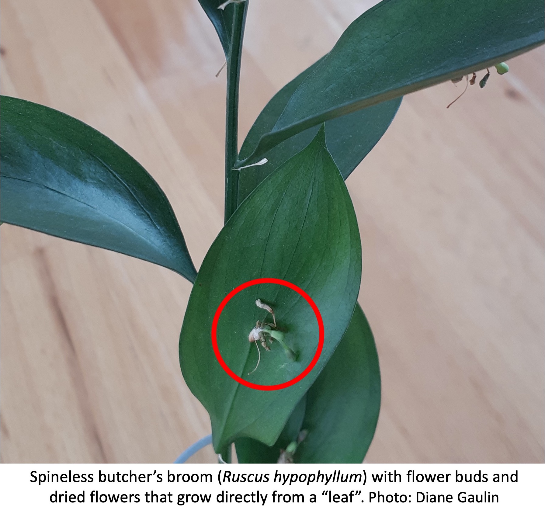 Strange Protuberances On a Leaf - Laidback Gardener