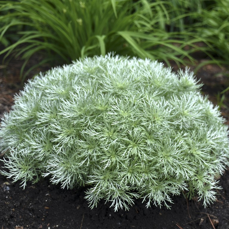 20 Silver Plants to Make Your Landscape Sparkle - Laidback Gardener
