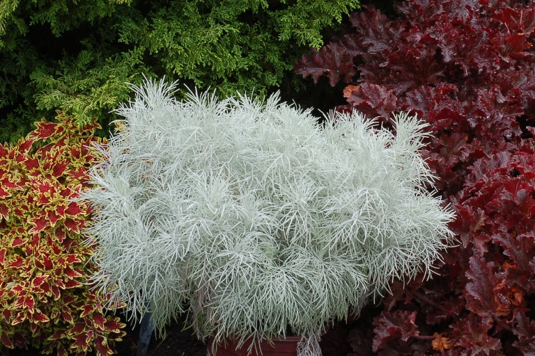 20 Silver Plants to Make Your Landscape Sparkle - Laidback Gardener