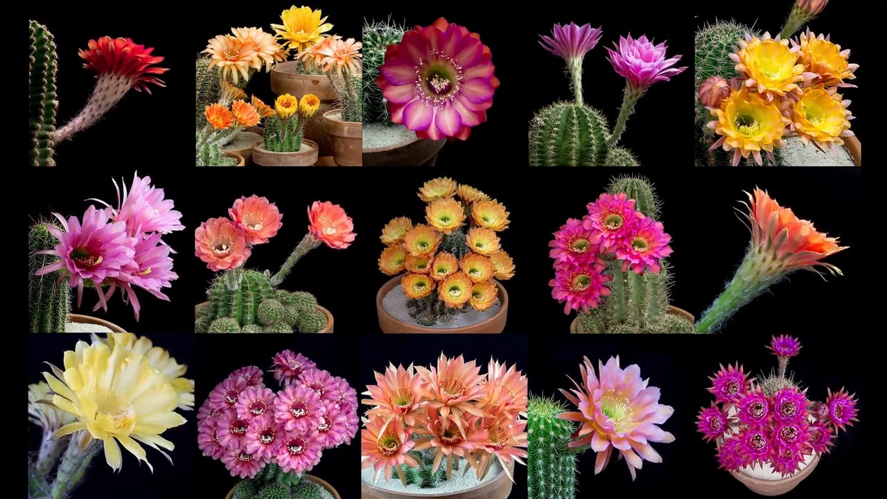 Neglect Your Desert Cacti for Good Bloom - Laidback Gardener
