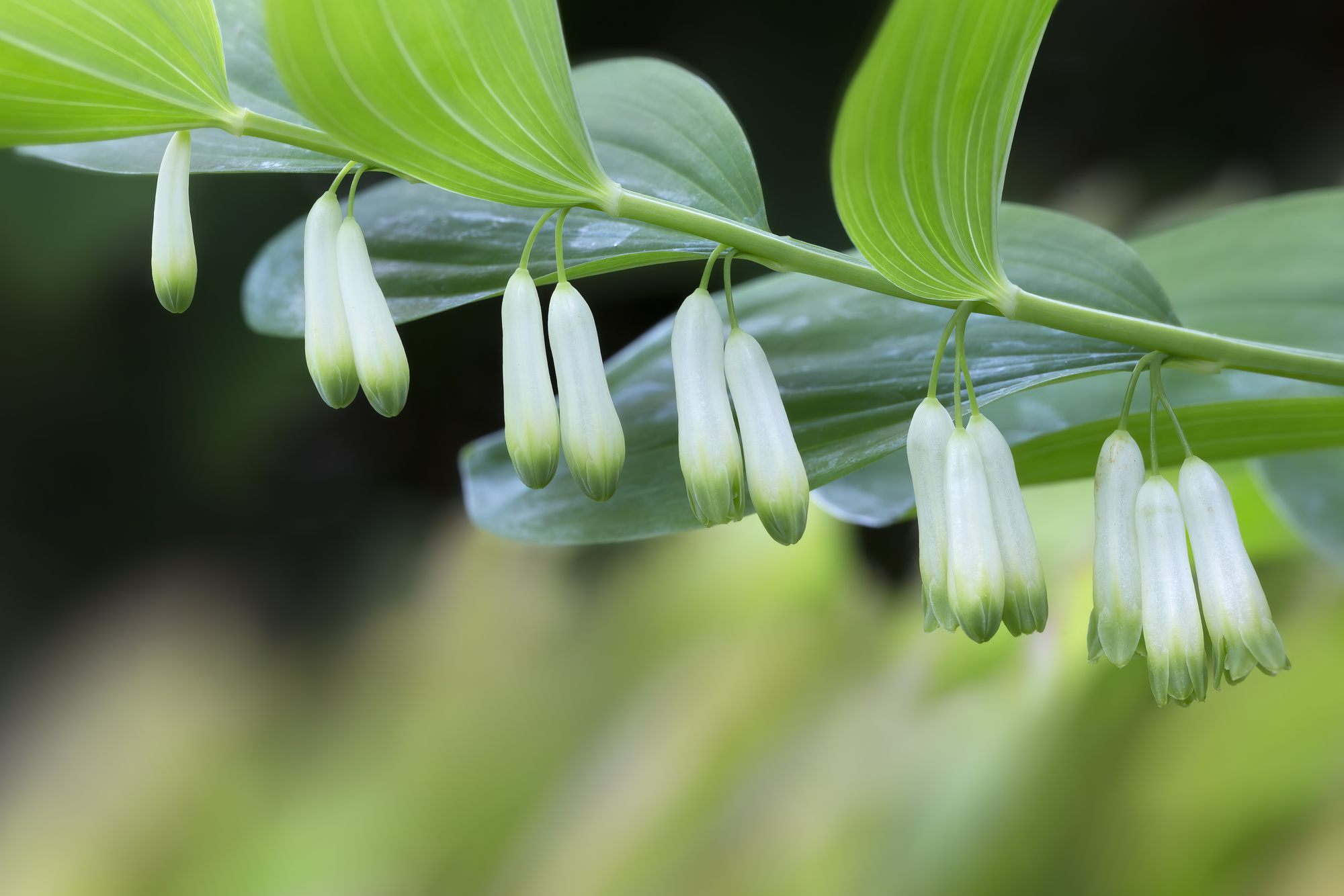 Solomon s Seal An Old Fashioned Perennial Worth Rediscovering Solomon s Seal An Old Fashioned Perennial Worth Rediscovering
