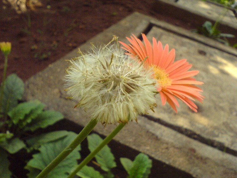 All About Gerberas - Laidback Gardener