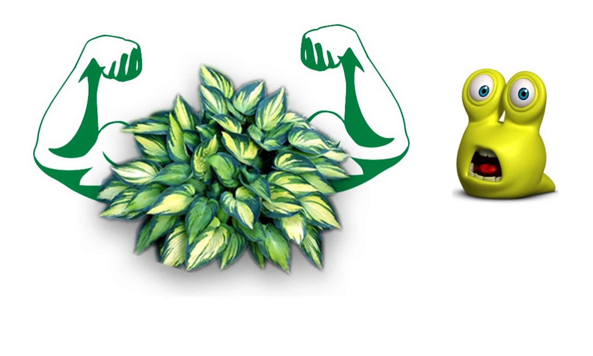 400 Slug-Resistant Hostas for Laidback Gardeners - Laidback Gardener