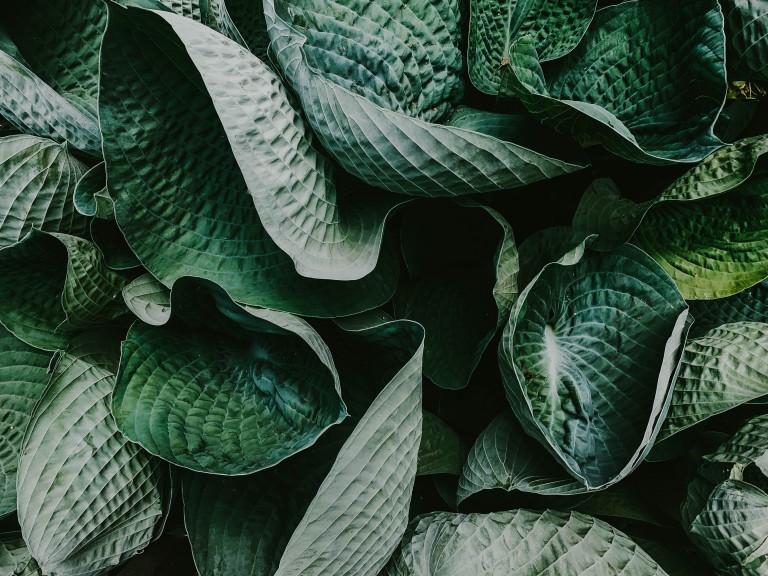 400 Slug-Resistant Hostas for Laidback Gardeners - Laidback Gardener