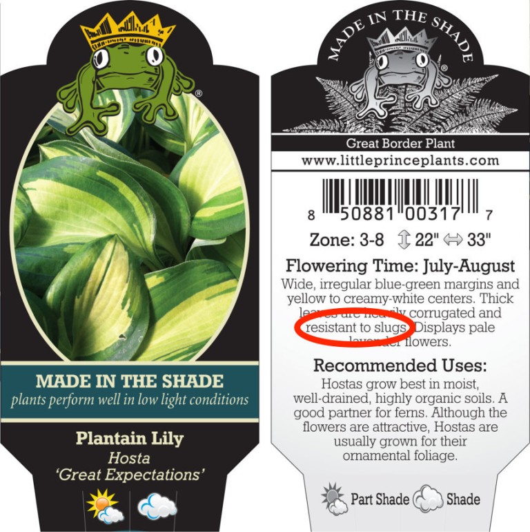 400 Slug-Resistant Hostas for Laidback Gardeners - Laidback Gardener