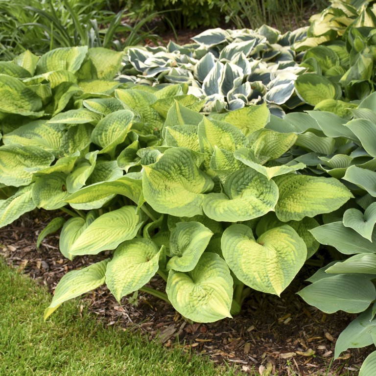 400 Slug-Resistant Hostas for Laidback Gardeners - Laidback Gardener