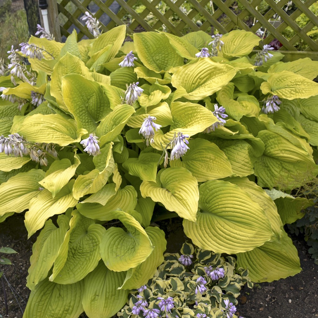 400 Slug-Resistant Hostas for Laidback Gardeners - Laidback Gardener