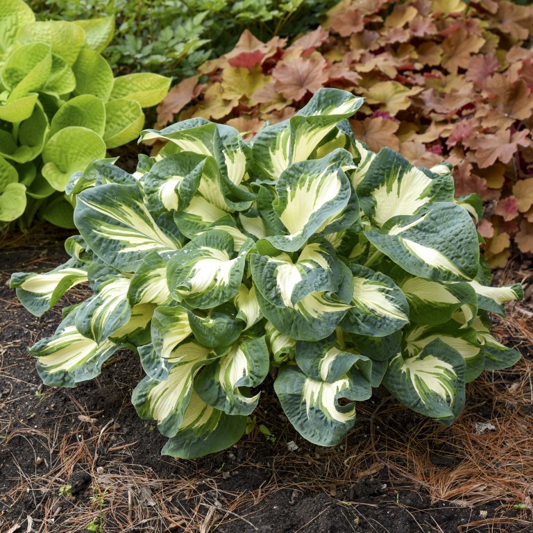 400 Slug-Resistant Hostas for Laidback Gardeners - Laidback Gardener