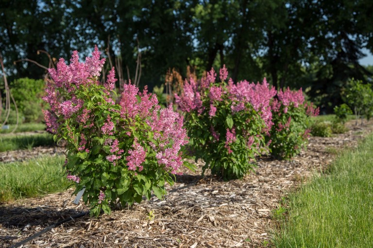 2022: Year of the Lilac - Laidback Gardener