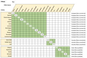 Pollination Partners for Fruit Trees and Small Fruits - Laidback Gardener