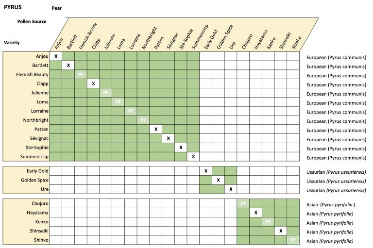 Pollination Partners for Fruit Trees and Small Fruits - Laidback Gardener